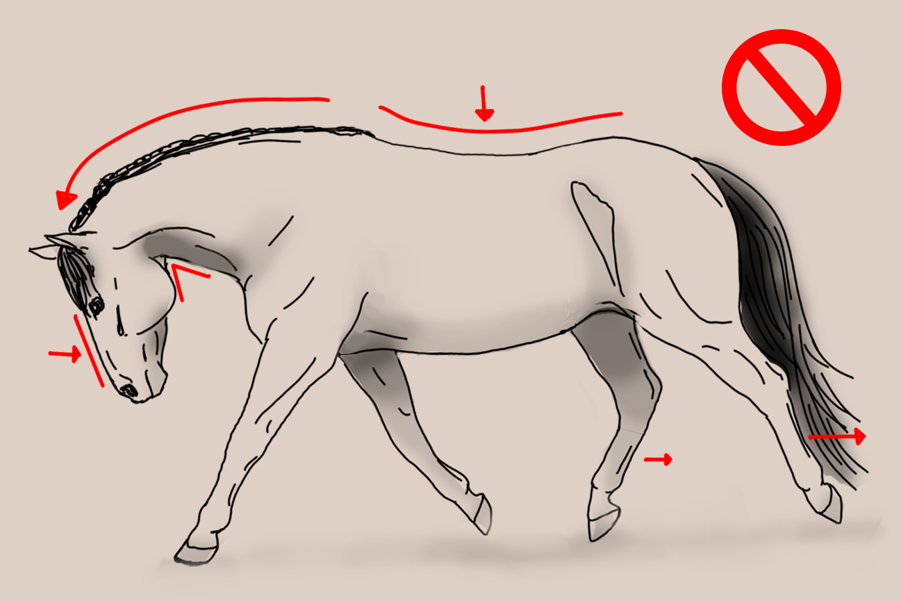 Vorwärts-Abwärts Reiten - So geht's richtig! - Herzenspferd