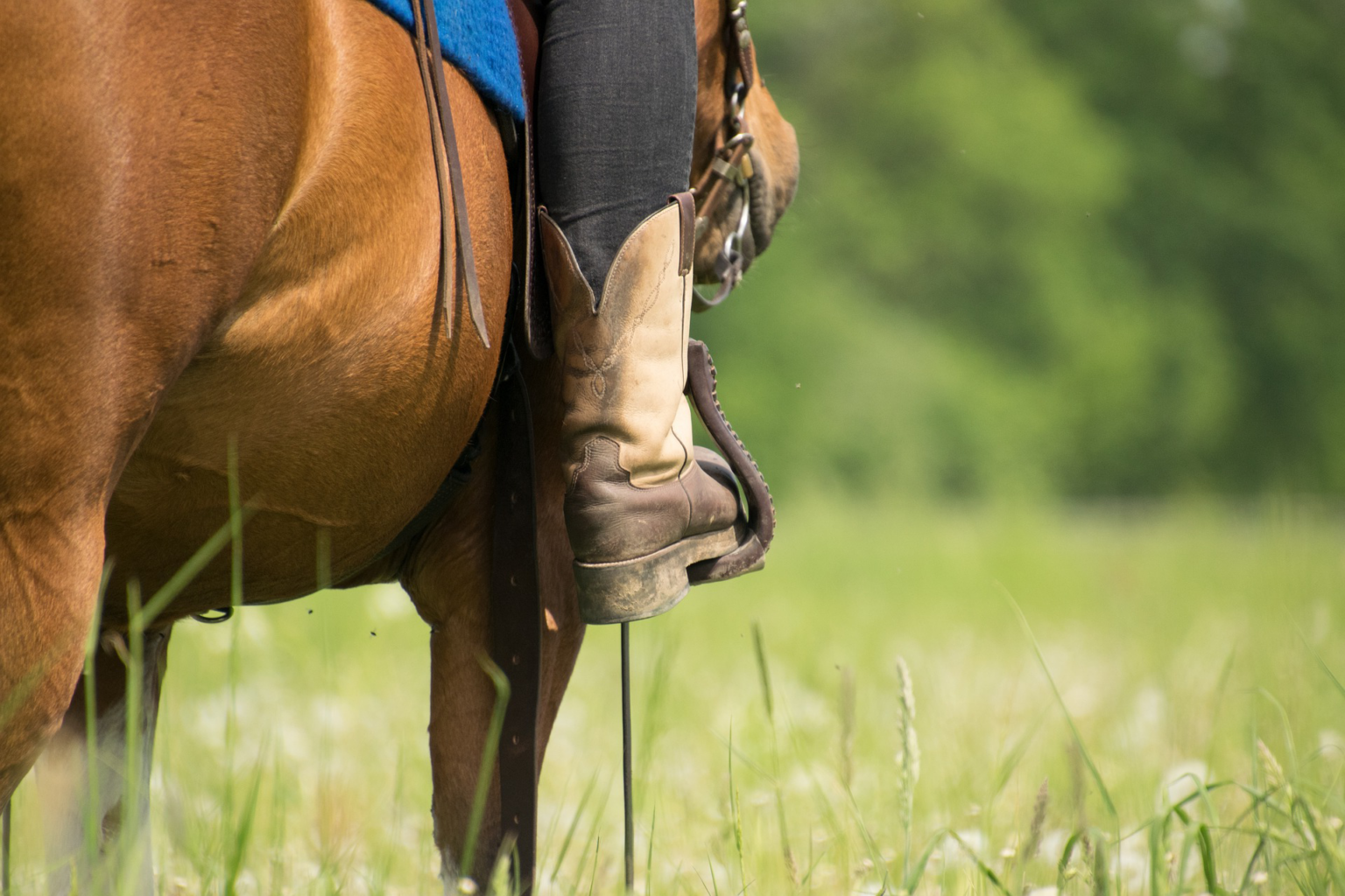 Treibende Hilfen - 8 Do's und Dont's [Video] - Herzenspferd