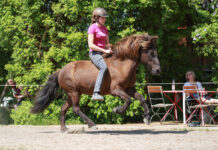 Richtig treiben in Schritt, Trab und Galopp! - Herzenspferd